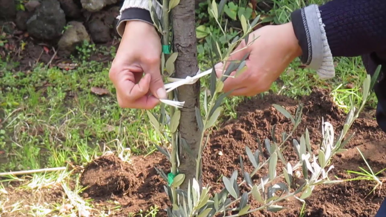 COME PIANTARE UN ALBERO - Tutorial - YouTube