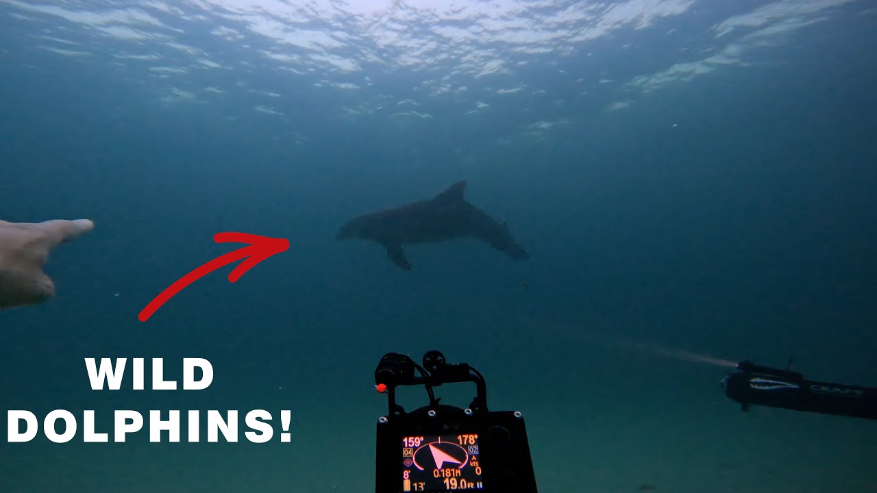 Sunset Diving with Dolphins! - YouTube