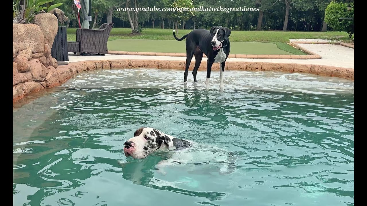 Can Puppies Swim In Pools
