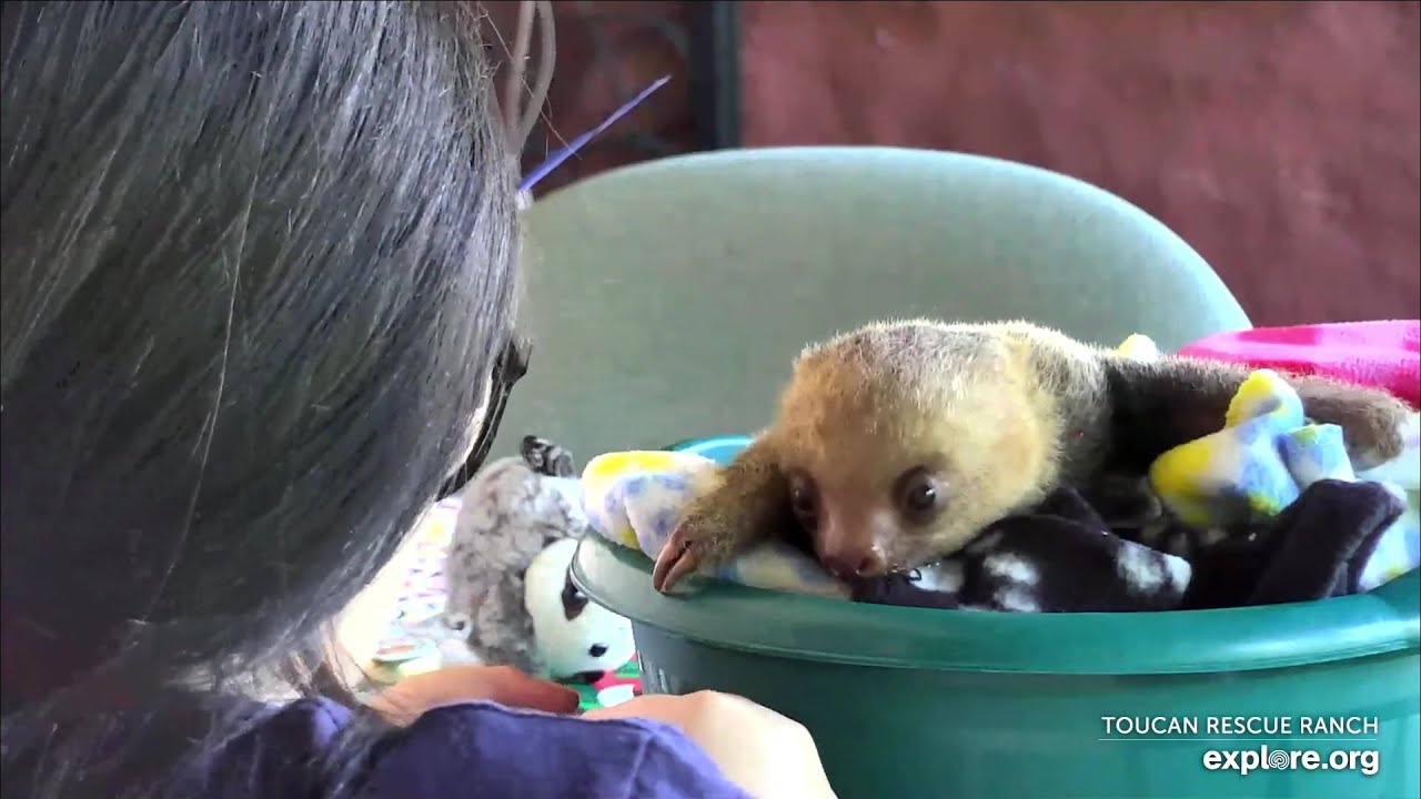 Baby sloth Tulip's mid day feeding - 04/05/24 - SlothTV via explore.org ...