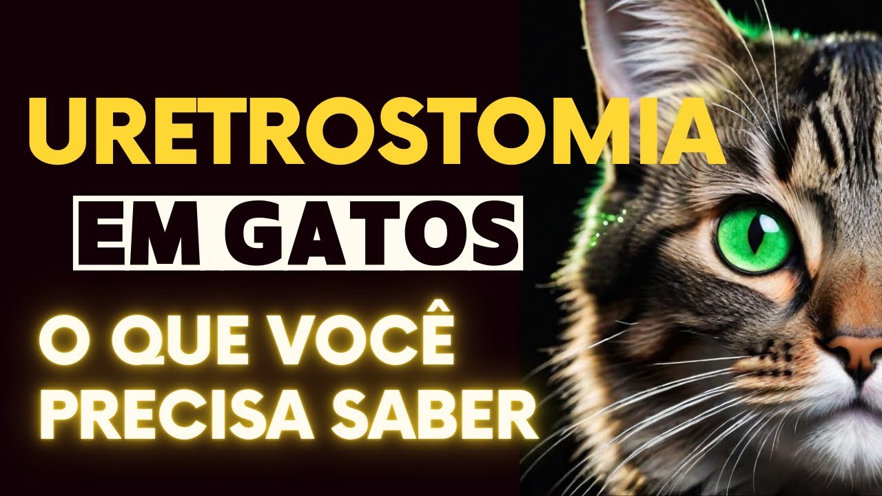 Uretrostomia em gatos: O que você precisa saber- Parte I - YouTube