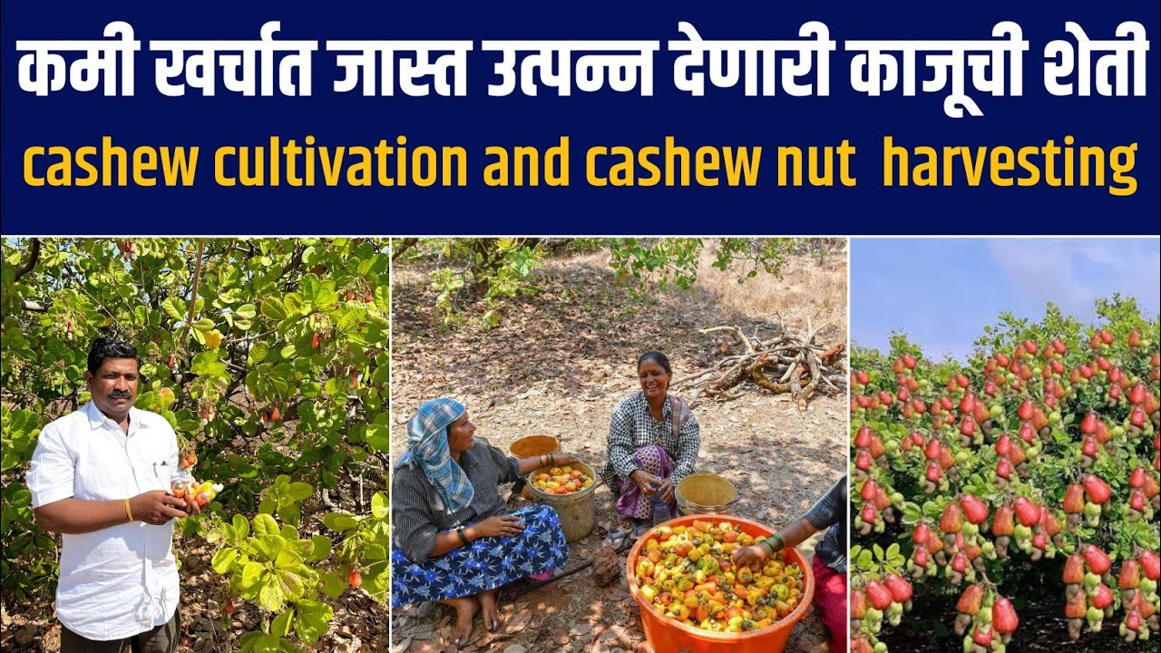 cashew cultivation and cashew nut harvesting | कमी खर्चात जास्त उत्पन्न ...