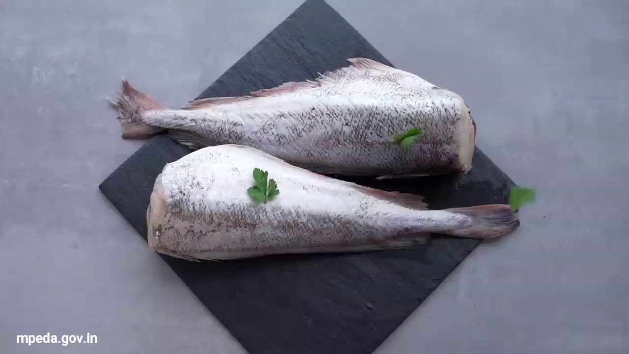 Why We Should Eat More Fish? | MPEDA - YouTube