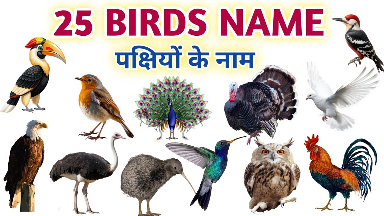 BIRDS l Birds Name l पक्षियों के नाम l Bird Names in English l Easy ...