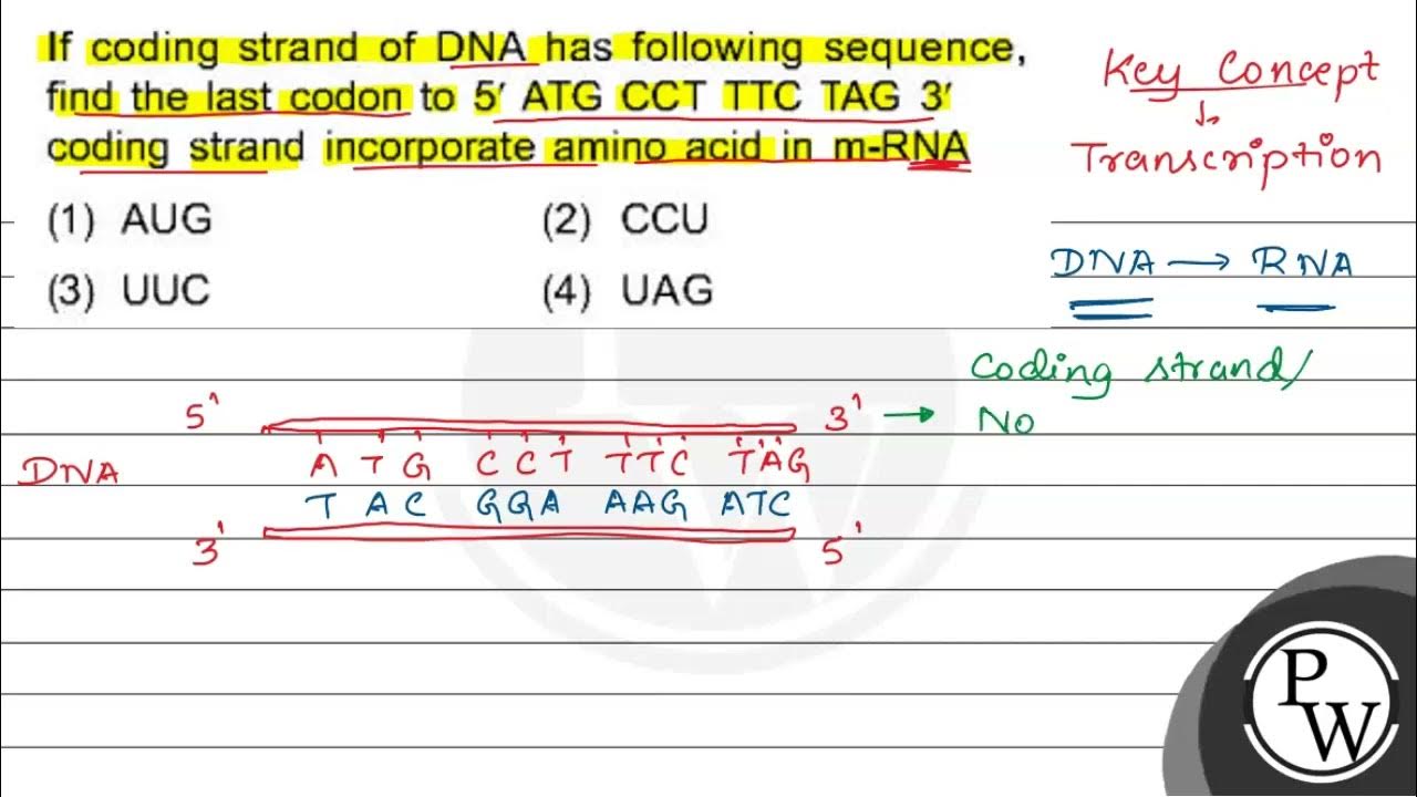 If coding strand of DNA has following sequence, find the last codon to ...
