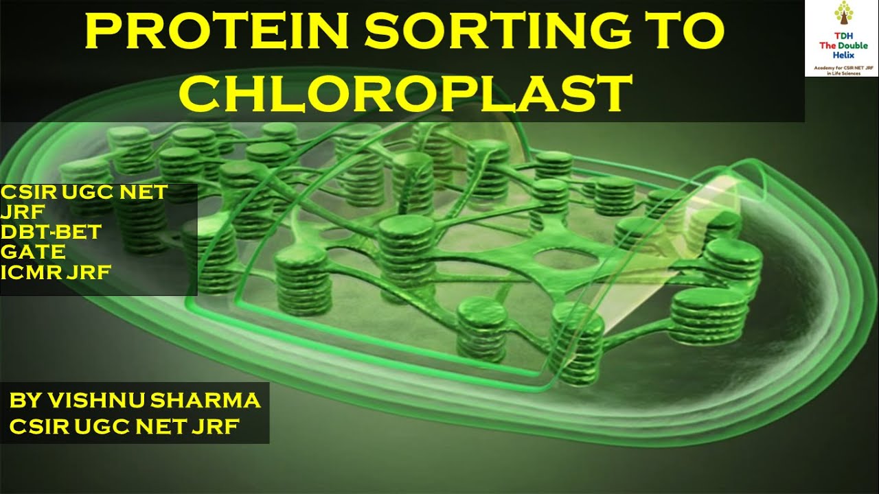 Protein Sorting to Chloroplast!! Protein Targeting to Chloroplast - YouTube