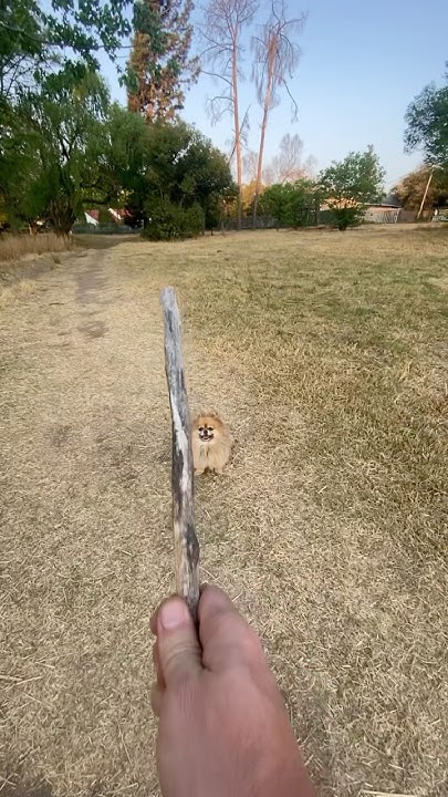 🧸🪾The Stick Of Power🪾🧸#pomeranian #funnydogs #cutedog #dogs #dog #cute ...