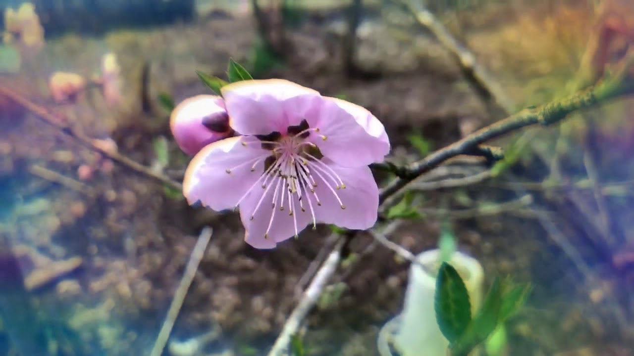 Our Peach 🍑 Trees Are Blooming, Fruit Trees Peaches,North Carolina ...