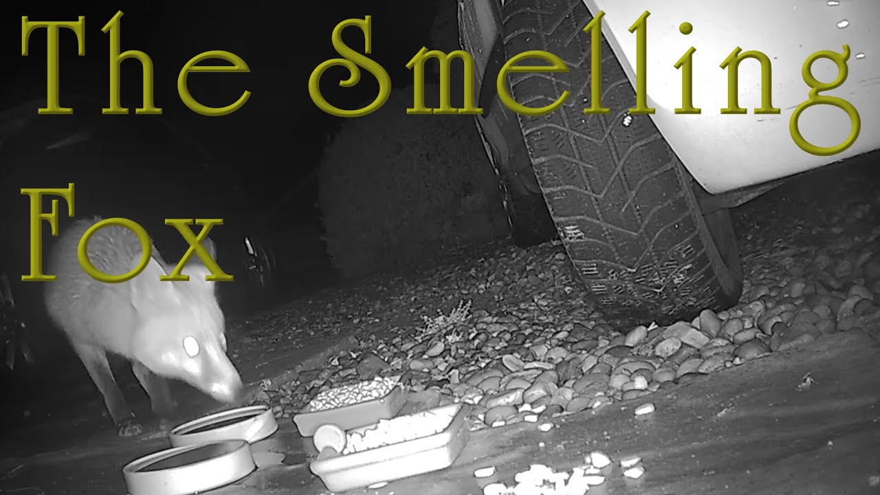 The Smelling Fox - YouTube