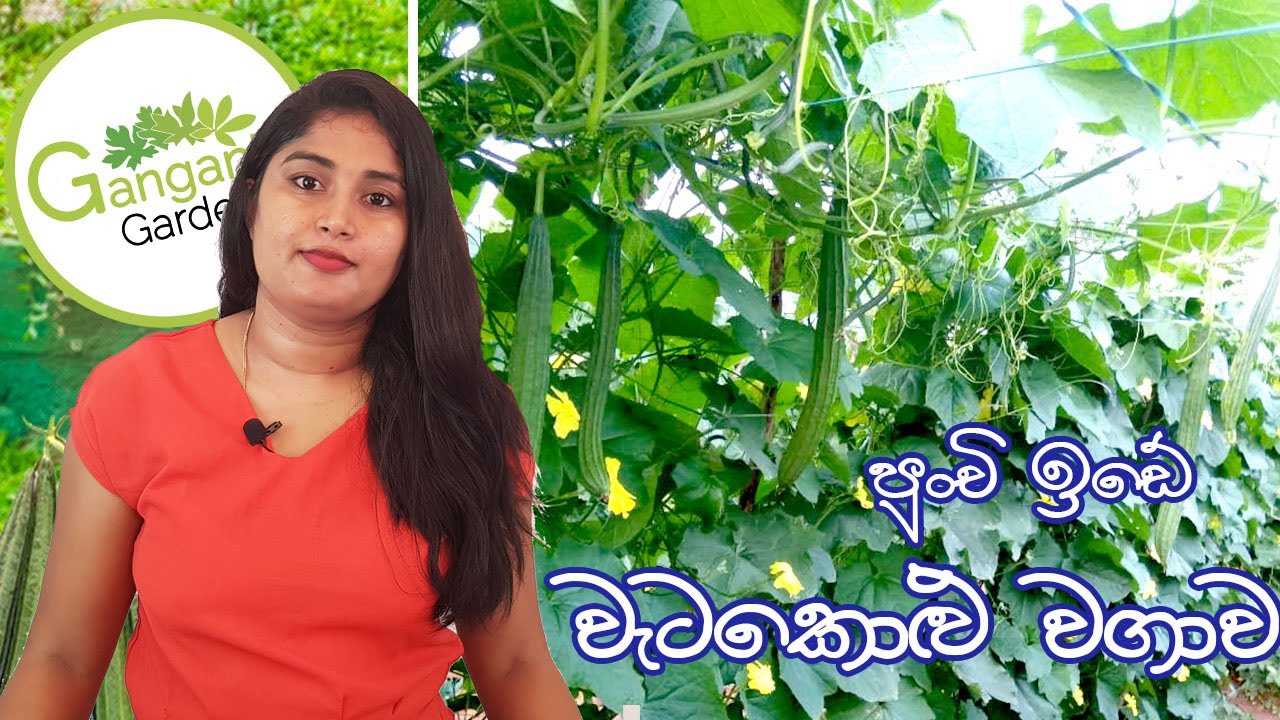 වැටකොළු වවමු - How to Grow Watakolu (Ridged Gourd) - YouTube