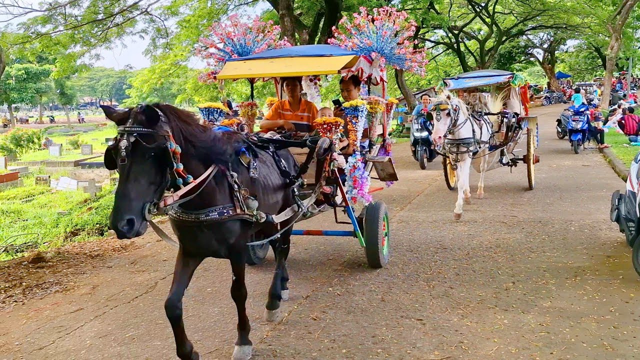 Kuda - Kuda Delman Istimewa - Kuda Tunggang - Dokar - Lagu Naik Delman ...