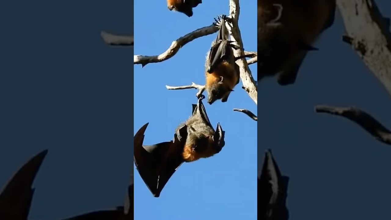 Giant bats - YouTube