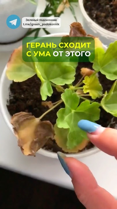 Удобрение для герани🌱 цветы растения огород дача сад аспаркам
