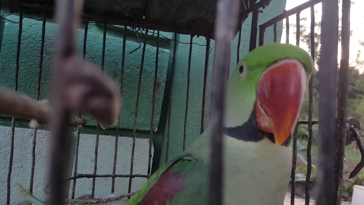 Smart Parrot Bird Of Nepal YouTube Smart Parrot Bird Of Nepal YouTube