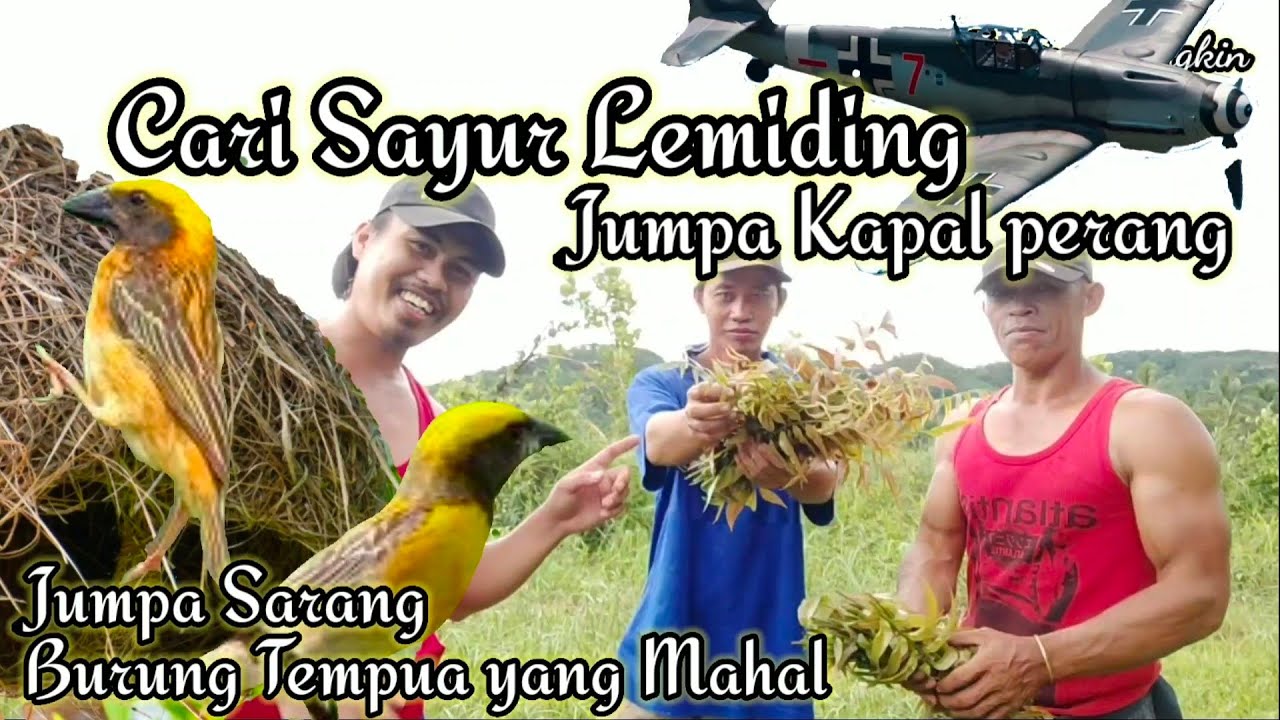 Sayur Lemiding Jumpa Kapal Perang dan Sarang Burung Tempua yang Mahal ...
