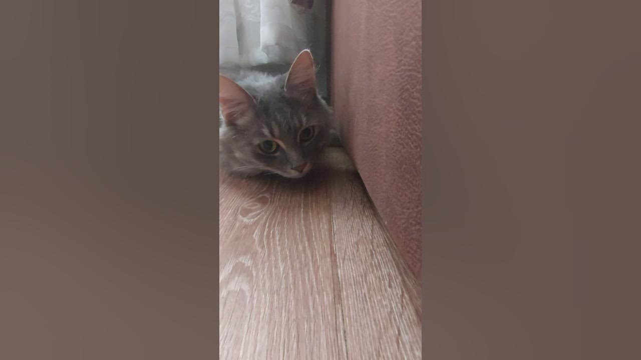 Самый милый котик💕 Youtube