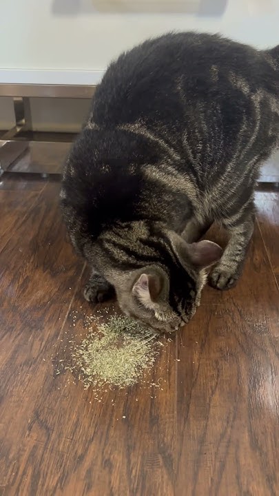 Introducing Beth - she loves catnip! - YouTube