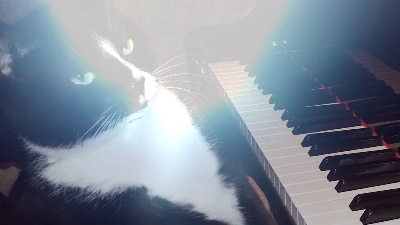 Cat plays Beethoven's 5th - YouTube