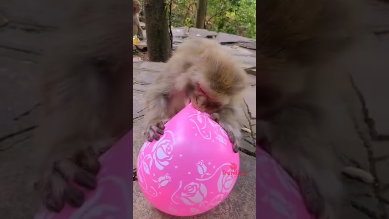 eppuraaa😳 #eppura #waitforend #monkey #funny #waitforend - YouTube
