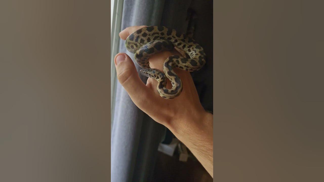 Cape York Spotted Python - YouTube