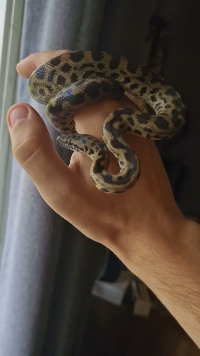 Cape York Spotted Python - YouTube