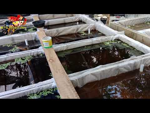 Ciri-ciri burayak ikan cupang sehat