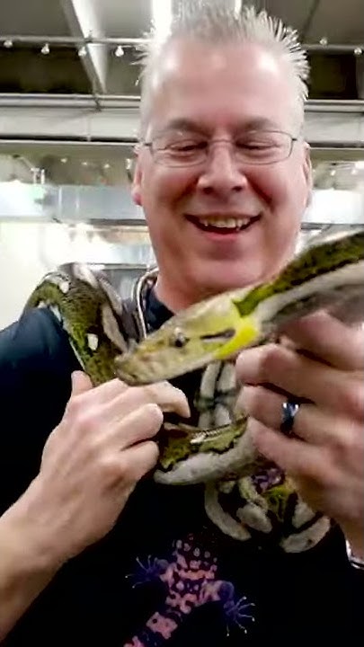 Handling a BEAUTIFUL Tiger Motley Reticulated Python! (#Shorts) - YouTube