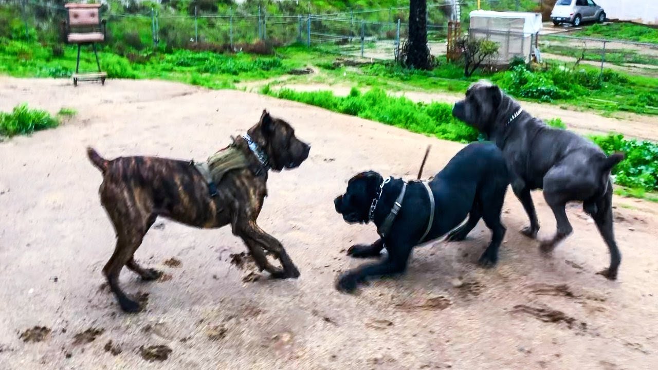 How father dogs handle disrespectful puppies! - YouTube