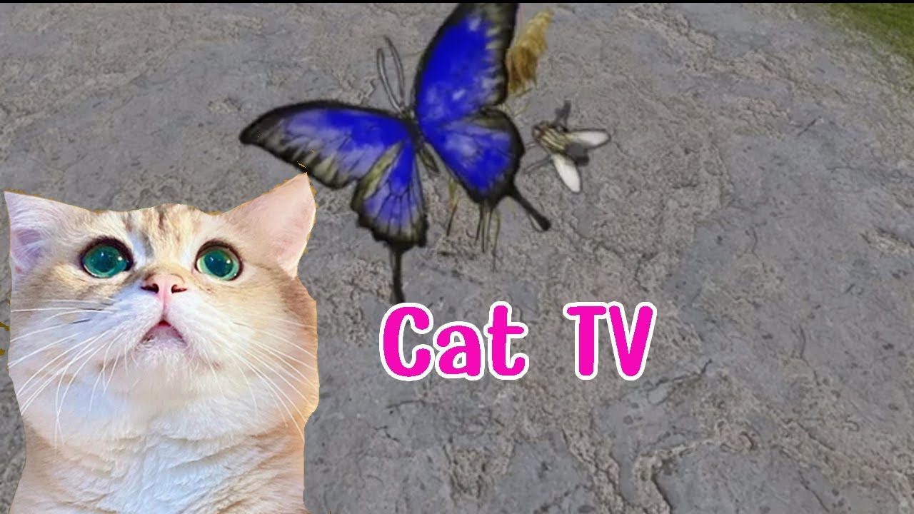 CAT GAMES l Cat game catch the Fly and butterfly | CAT TV | 10 min ...