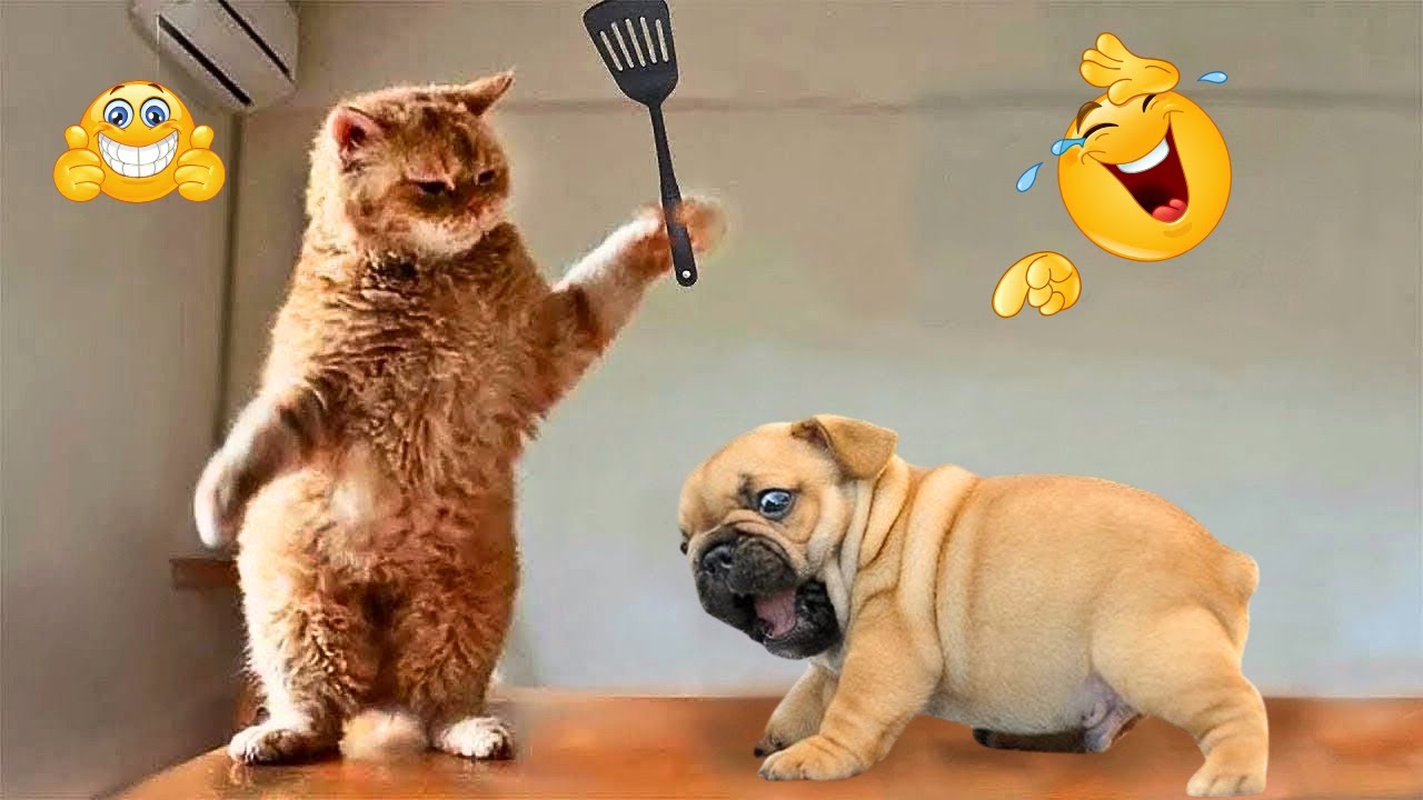 Funny Cats and Dogs: Get Ready for Super Laughing! - YouTube
