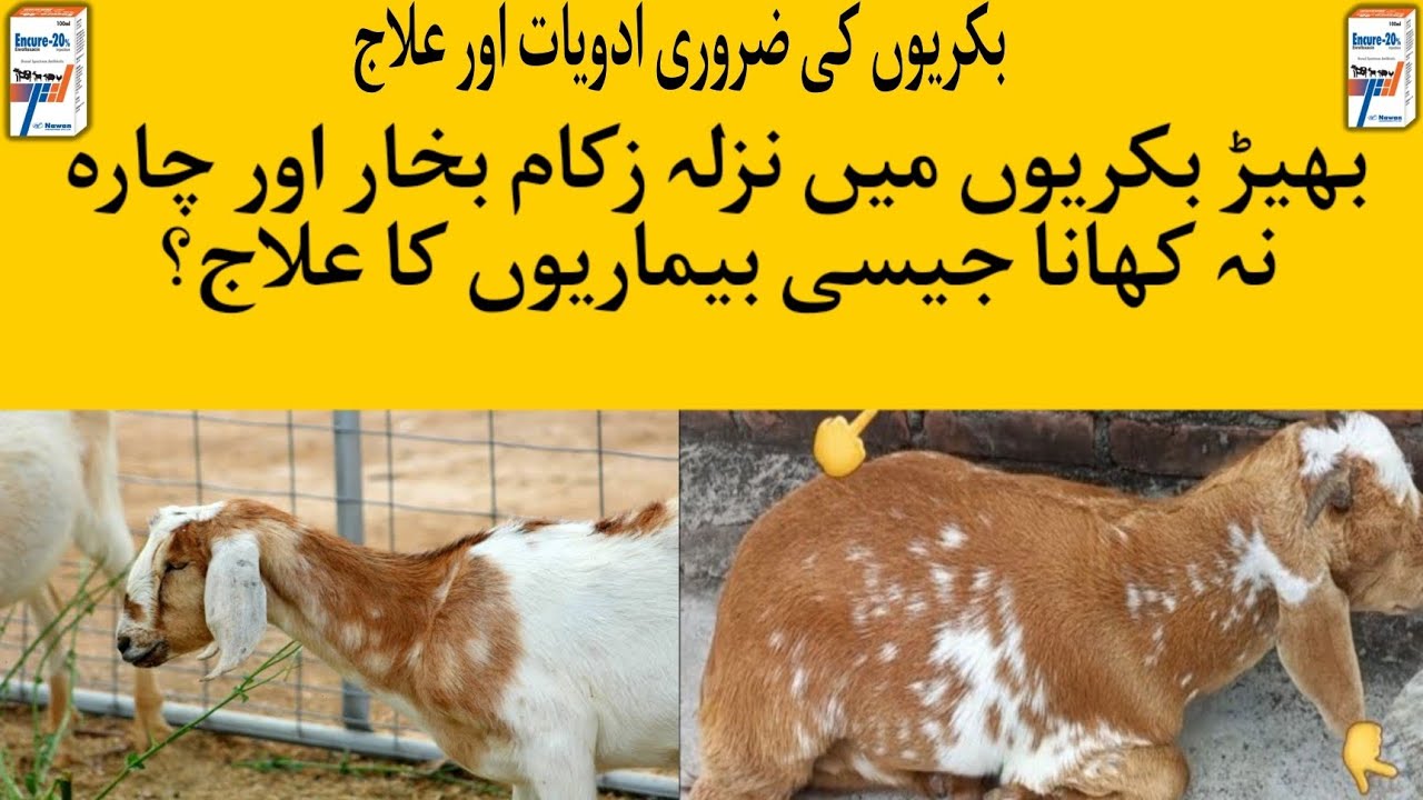Goat Fever Treatment| Goat Fever medicine and injection |Bemar Bakri ka ...