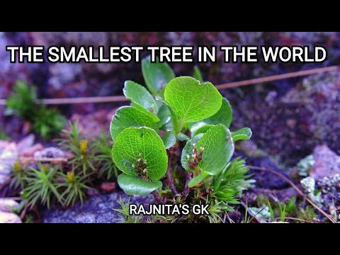 Smallest Tree In The World - YouTube