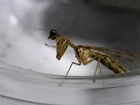 Amazing Insects Vol.9, No.2 : Hybrid insects?? No.2 - YouTube