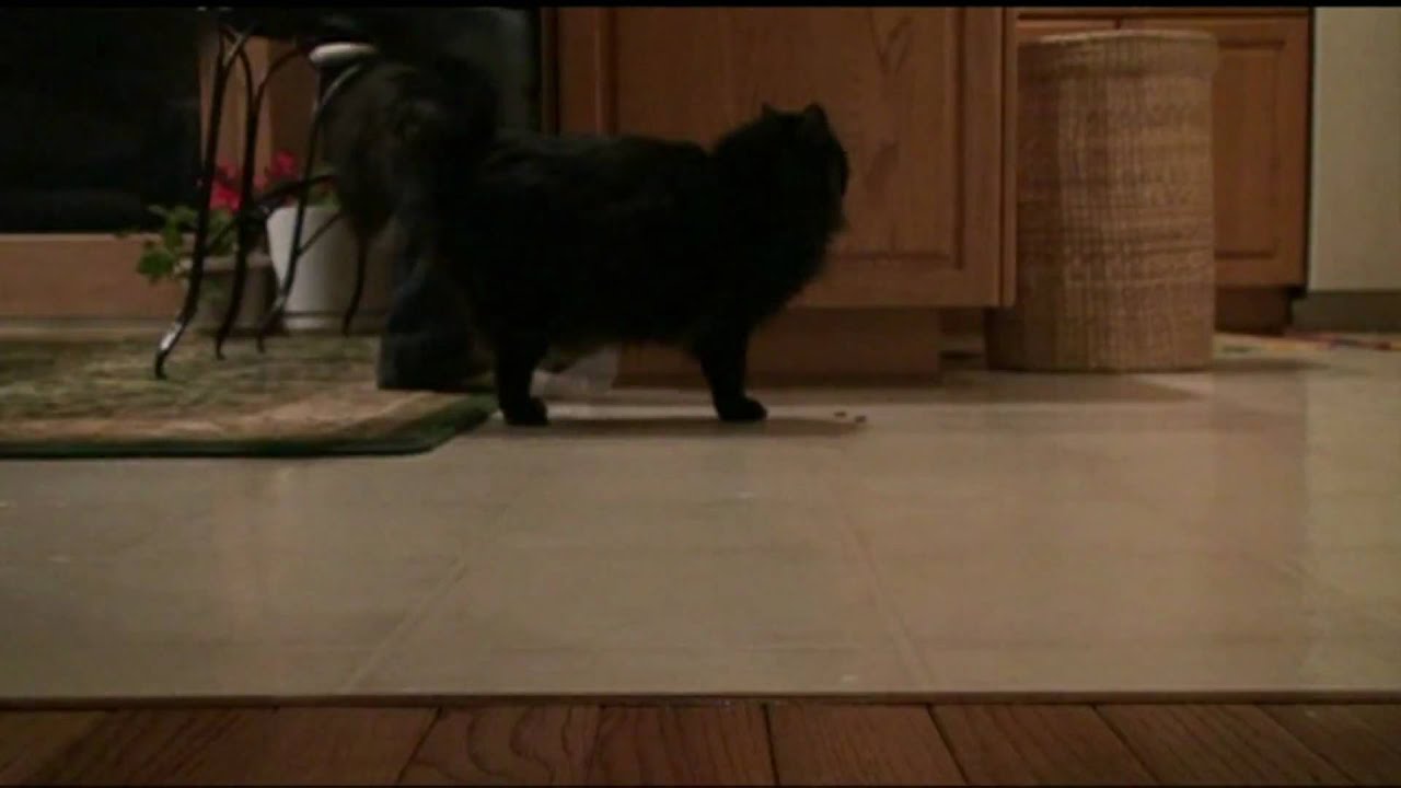 kick the Cat - YouTube