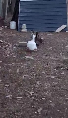 speed ducks 😂🦆 - YouTube