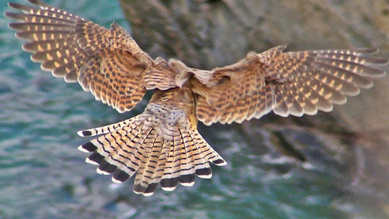 Kestrel Hunting and Hovering - Faucon Crécerelle Vol Stationnaire - YouTube