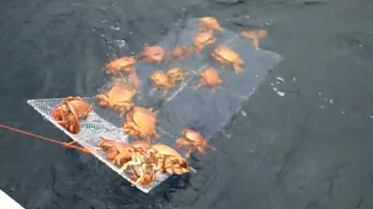 Fishing Offshore for Giant Spanner Kona Ranina or Frog Crab Deep Water ...