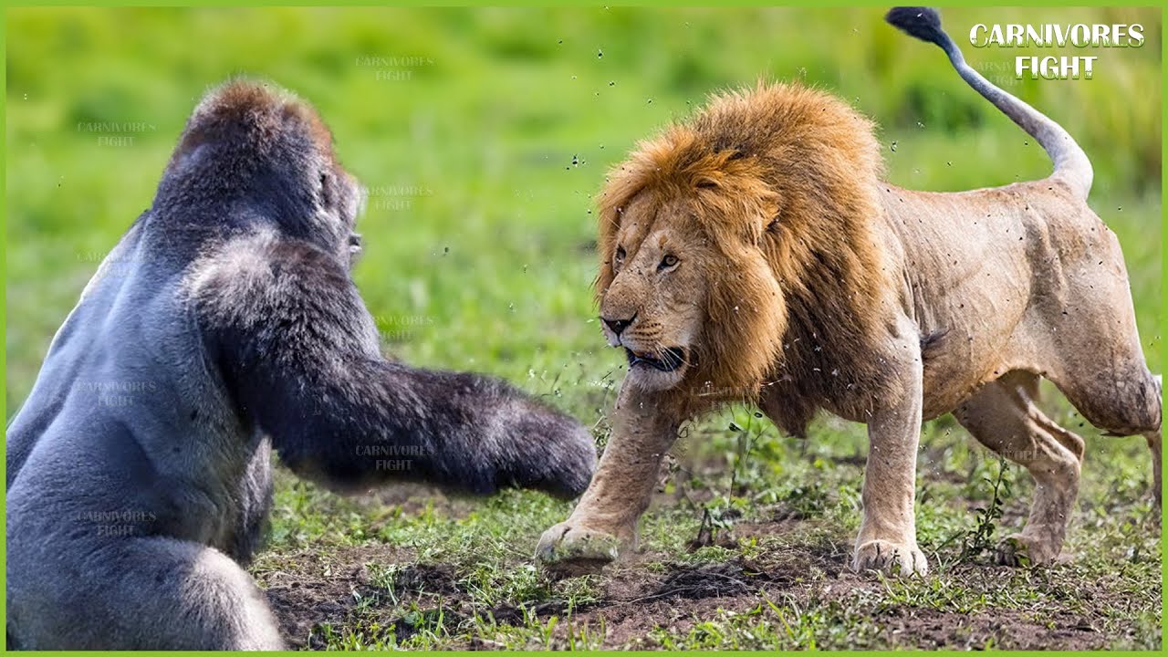 30 Craziest Animal Fights Of ALL TIME... | Animal Fight Could Get You ...