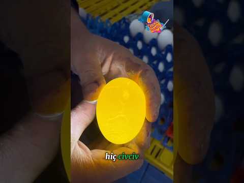 Bu yumurtadan neden civciv çıkmadı? 🥚😱