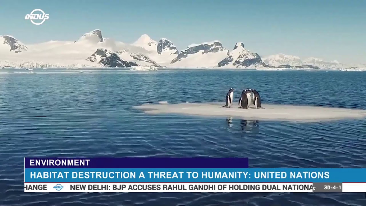 The Destruction of Natural Habitats is Threat to Humanity : UN - YouTube