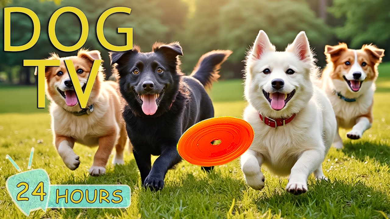 DOG TV for Dogs to Watch: Best Videos for Dogs to Prevent Boredom ...