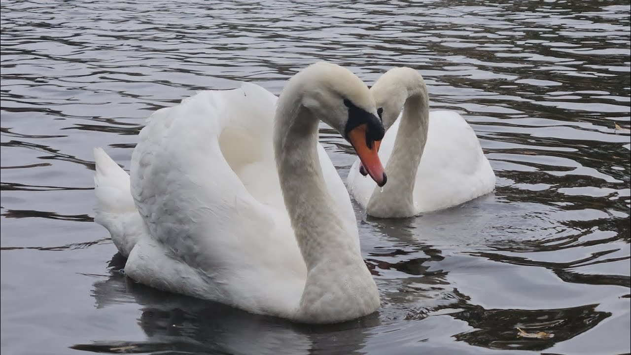Zeus & Zoe feeding on seeds and gorgeous vegetation. - YouTube