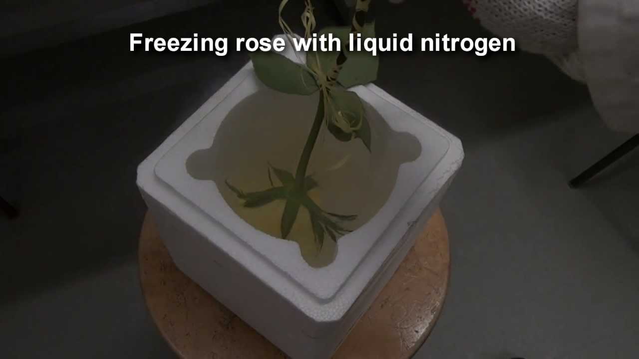 Freezing rose with liquid nitrogen - YouTube