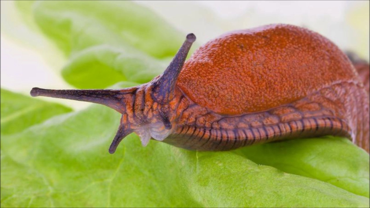 Je suis une limace - YouTube