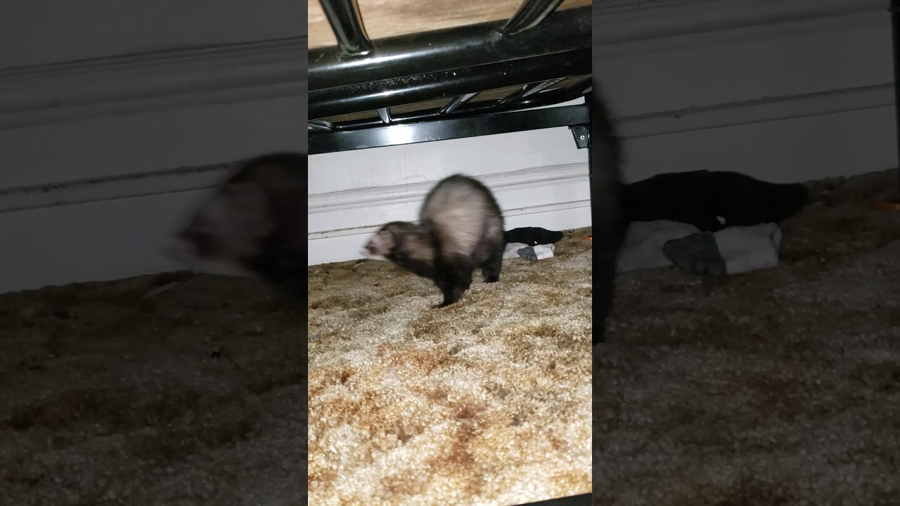 The ferret run. - YouTube