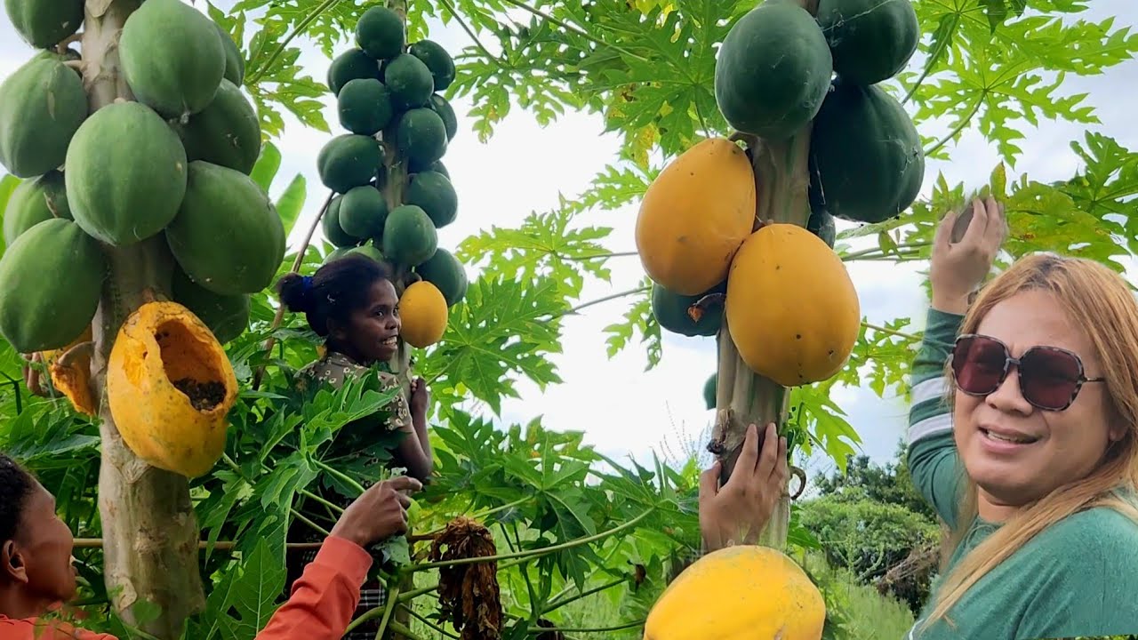 GRABE PAPAYA SA BUNDOK NAPABAYAAN NA SA PUNO KAYA PINITAS NA NAMIN ...