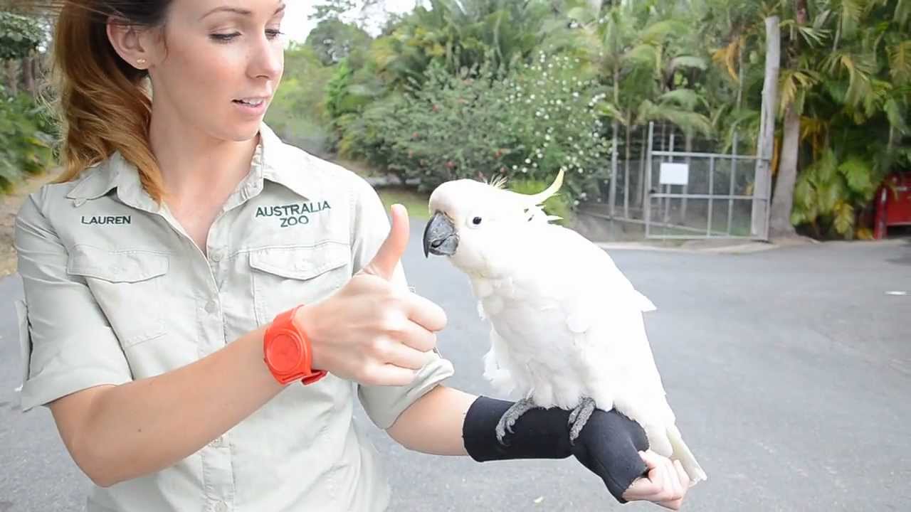 Talking Cockatoo - YouTube