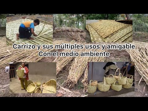 El Carrizo y sus múltiples usos asombrosos #sabiasque #fyp # ...