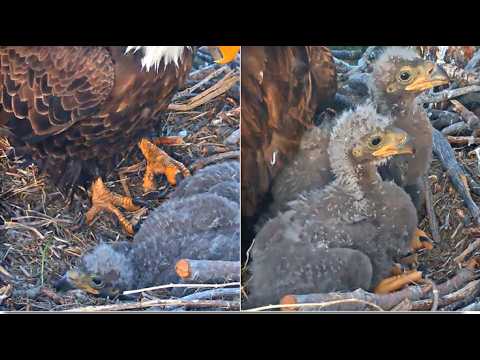 CLOSEUPS & ZOOM ON SHADOW'S FOOT! 👣  CHICKS GREW OVERNIGHT! SUPER SIZED CROPS! FOBBVCAM 4.23.26