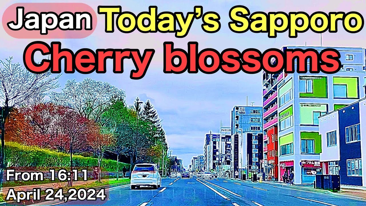 Today’s Sapporo.Cherry blossoms on the street.From 16:11 on April 24 ...
